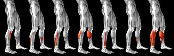 Human lower legs anatomy Images - Search Images on Everypixel