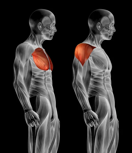 Rotator cuff anatomy Stock Photos, Royalty Free Rotator cuff anatomy ...