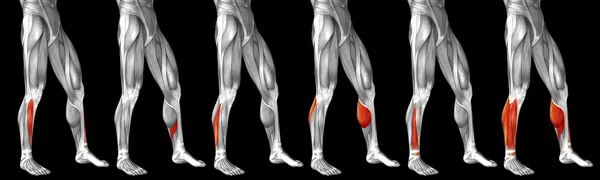 Human lower legs anatomy Images - Search Images on Everypixel