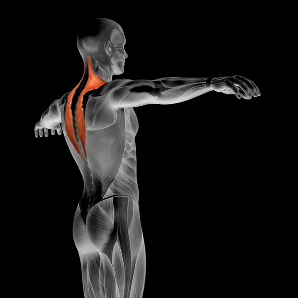 Human back anatomy Stock Photos, Royalty Free Human back anatomy Images ...