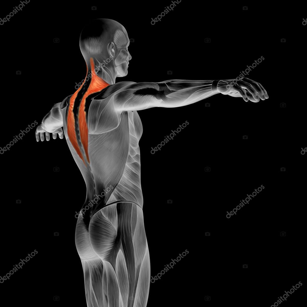 Anatomía de espalda humana — Foto de stock #126572612 © design36