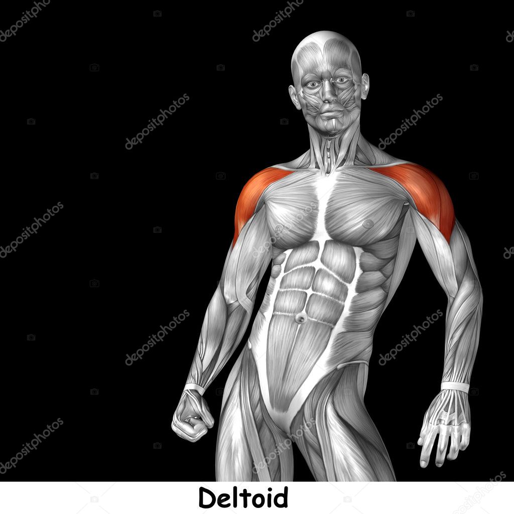 anatomía del pecho humano 2023