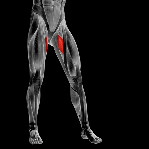 Human upper legs anatomy — Stock Photo © design36 #120125622