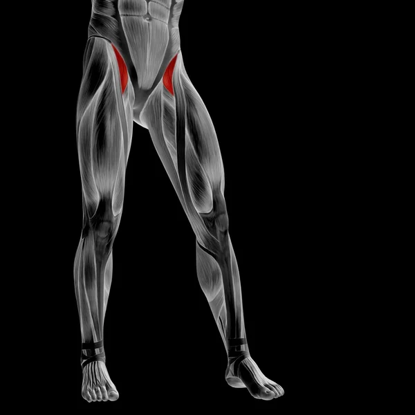 Human upper legs anatomy — Stock Photo © design36 #120125622