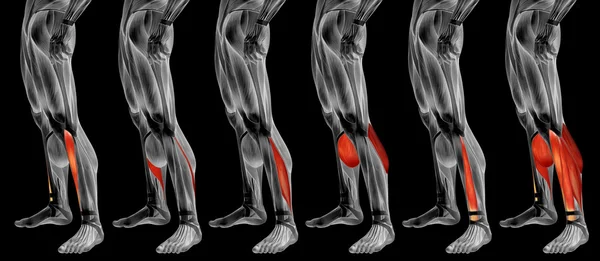 Human lower legs anatomy Stock Photo by ©design36 108475858