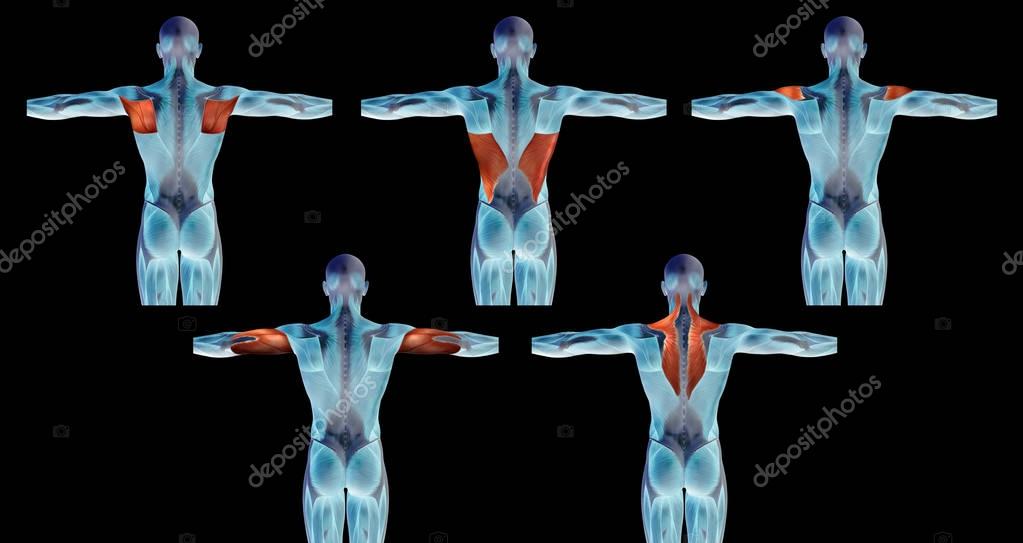 Back human anatomy Stock Photo by ©design36 129328442