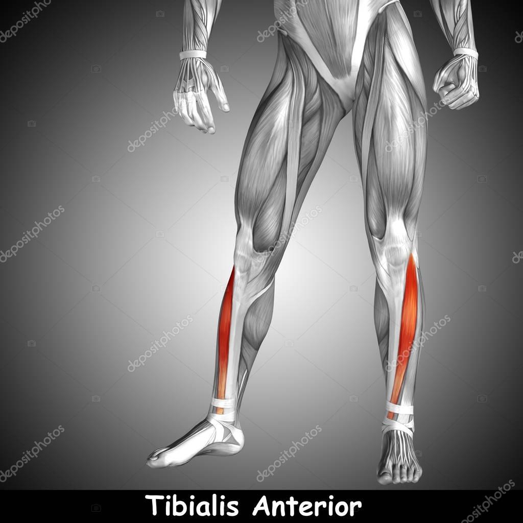 Human lower legs anatomy Stock Photo by ©design36 129329090