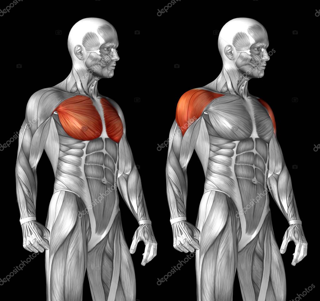 Chest human anatomy — Stock Photo © design36 #129331812