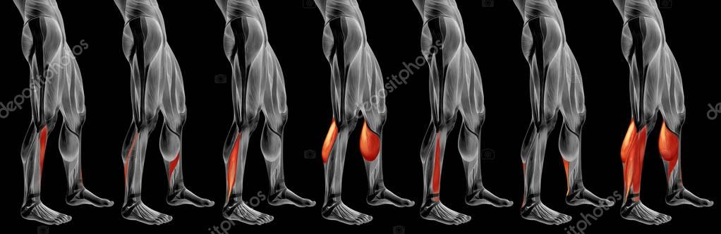 Lower legs anatomy Stock Photo by ©design36 129343802