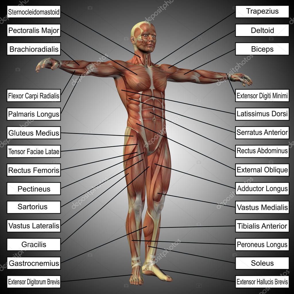 Mann Anatomie und Muskeln Text – Stockfoto © design36 #129345204 Mann Anatomie und Muskeln Text – Stockfoto © design36 #129345204