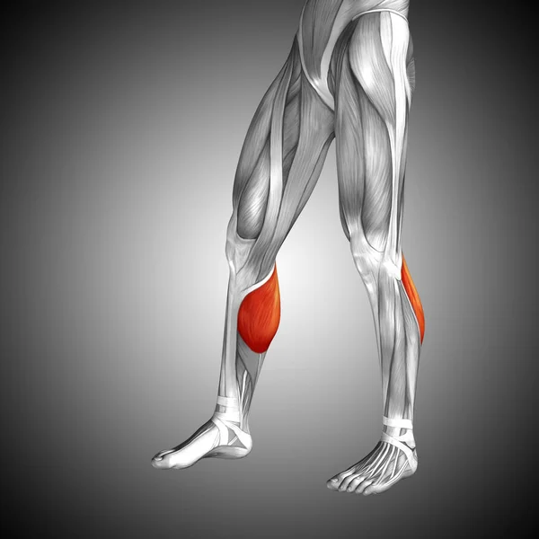 Human lower legs anatomy Images - Search Images on Everypixel