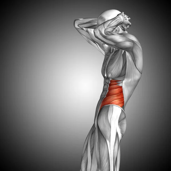 Chest anatomy Images - Search Images on Everypixel