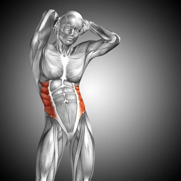 3D chest human anatomy and muscle — Stock Photo © design36 #74382491