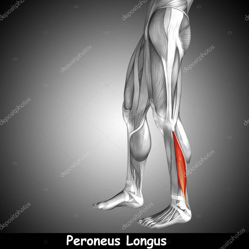 Human lower legs anatomy Stock Photo by ©design36 129352730