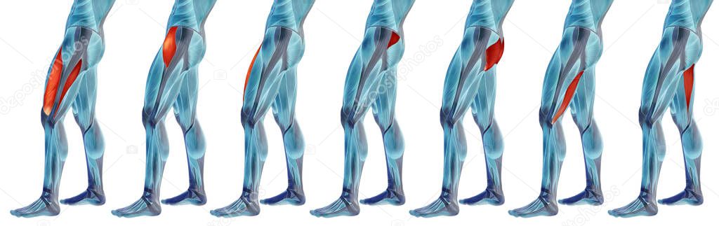 Human upper legs anatomy Stock Photo by ©design36 129354802