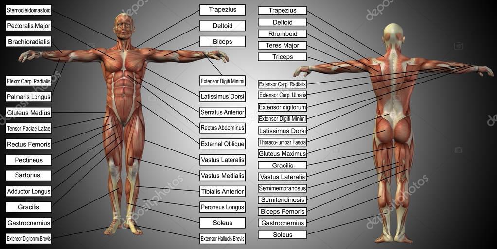 Menneskelig Anatomi Ryggmuskler Kina Human Half Head & Neck Anatomy