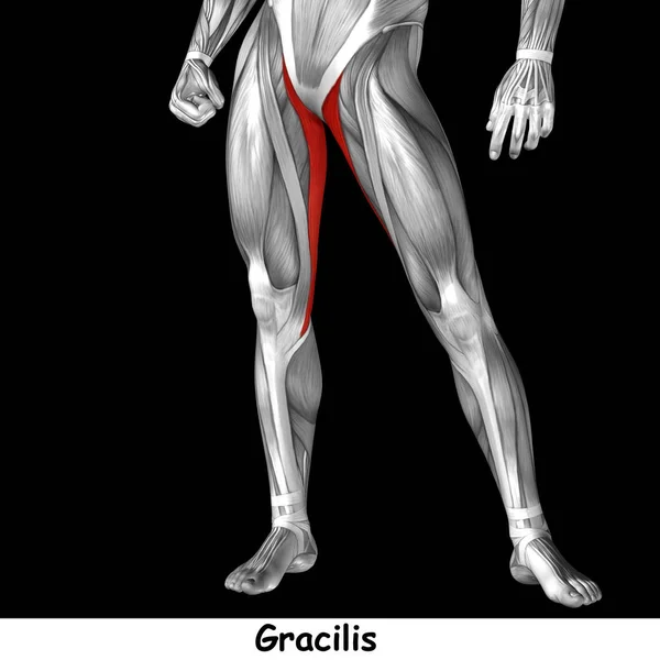 Gracilis Muscle