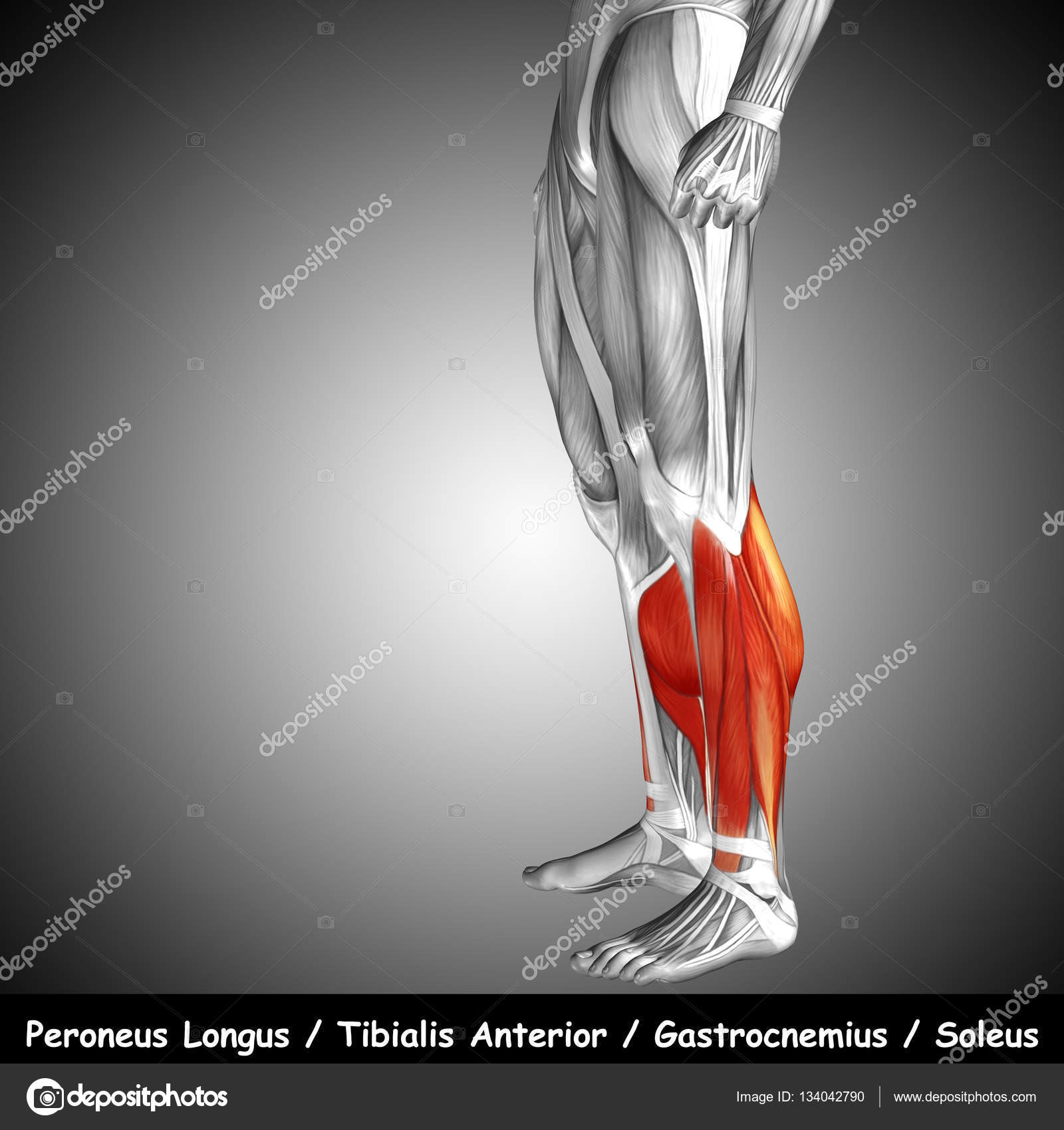 Anatomía de la pierna inferior humana — Foto de stock #134042790 © design36