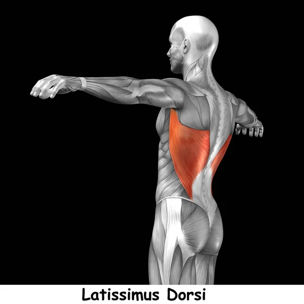 Human back anatomy Stock Photos, Royalty Free Human back anatomy Images ...