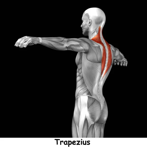 Human back anatomy Stock Photos, Royalty Free Human back anatomy Images ...