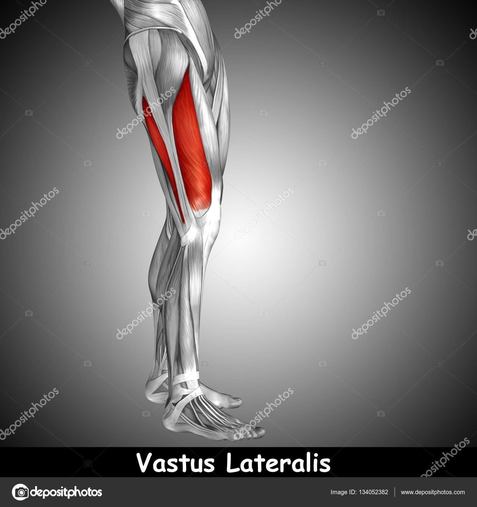 Anatomia da perna superior humana fotos, imagens de © design36 #134052382