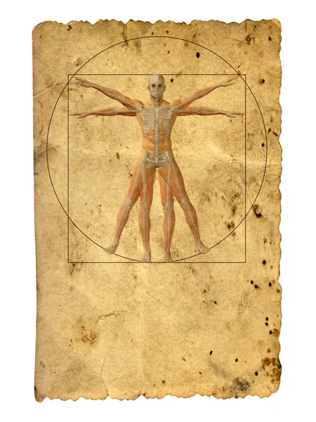 Vitruvian human body drawing — Stock Photo © design36 #129344040