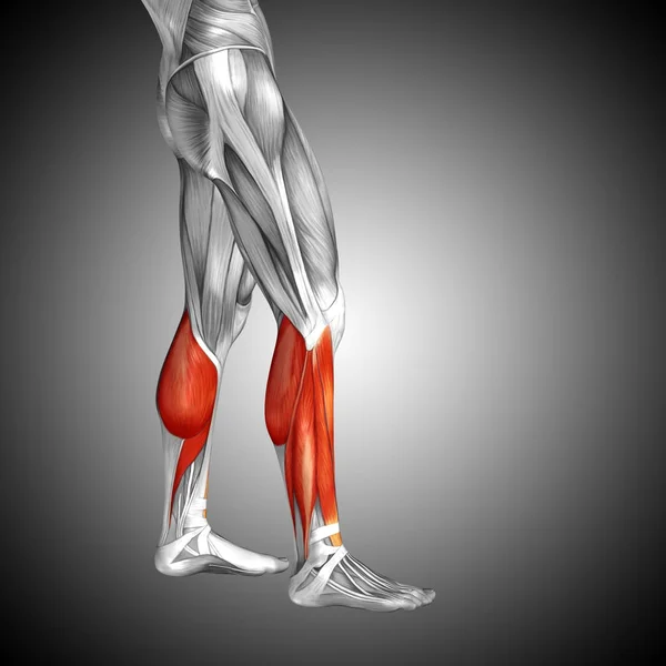 Lower leg anatomy and muscles Stock Photo by ©design36 108470448