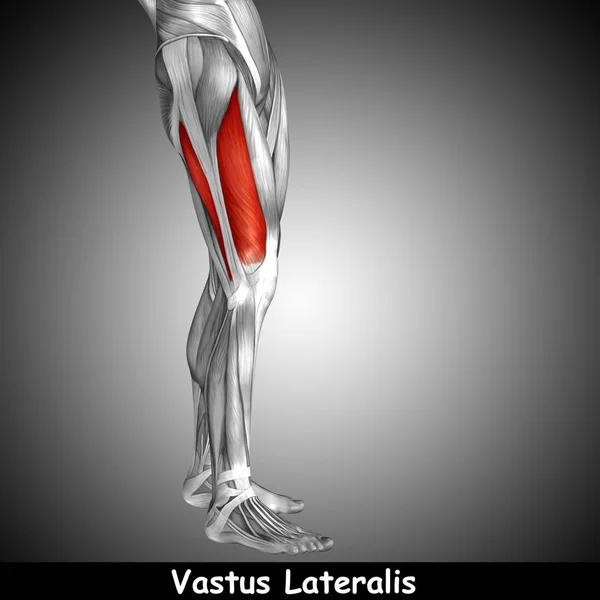 Rectus Stock Photos, Royalty Free Rectus Images | Depositphotos