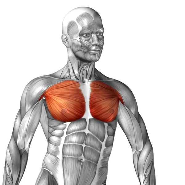543 Pectoralis major Stock Photos, Images | Download Pectoralis major ...