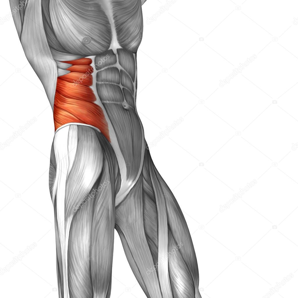 Músculos oblicuos humanos 2023