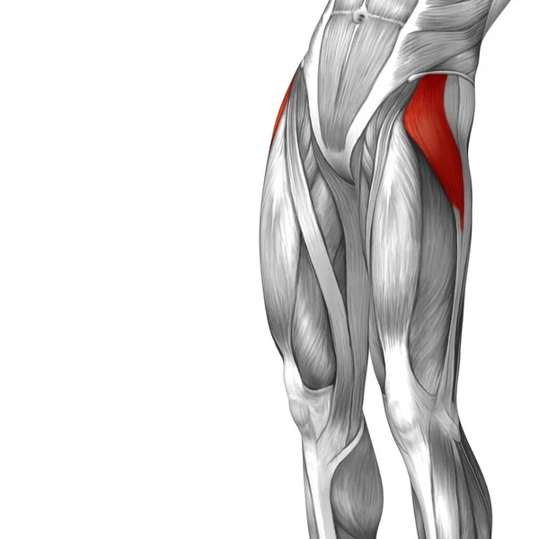Anatomie des menschlichen Oberschenkels — Stockfoto © design36 #138821272