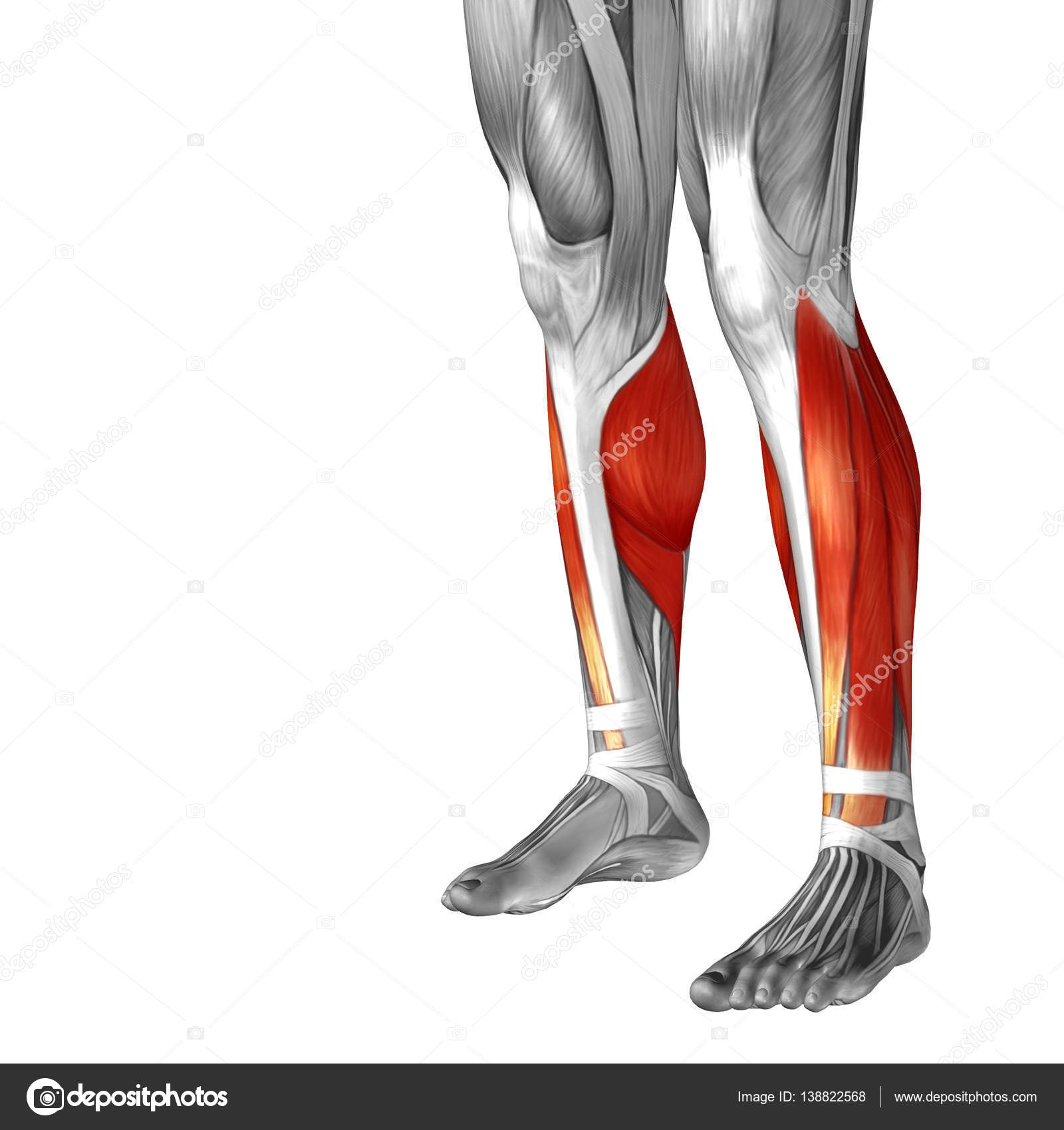 Human Lower Leg Anatomy