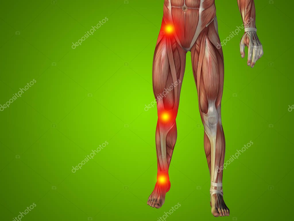 anatomía del cuerpo inferior humano 2022