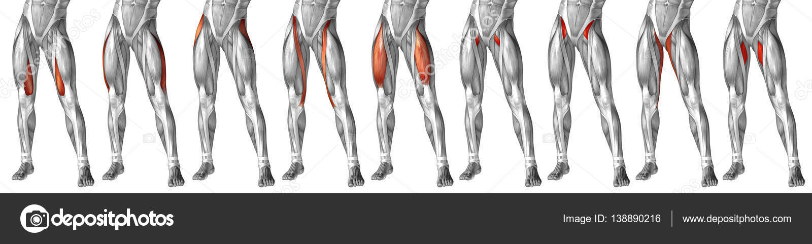 Human upper leg anatomy Stock Photo by ©design36 138890216