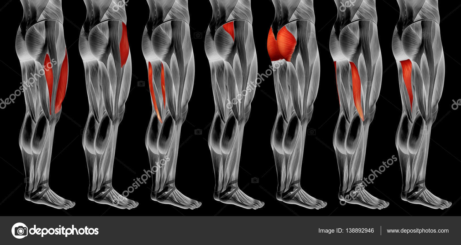 Upper Leg Muscles Anatomy