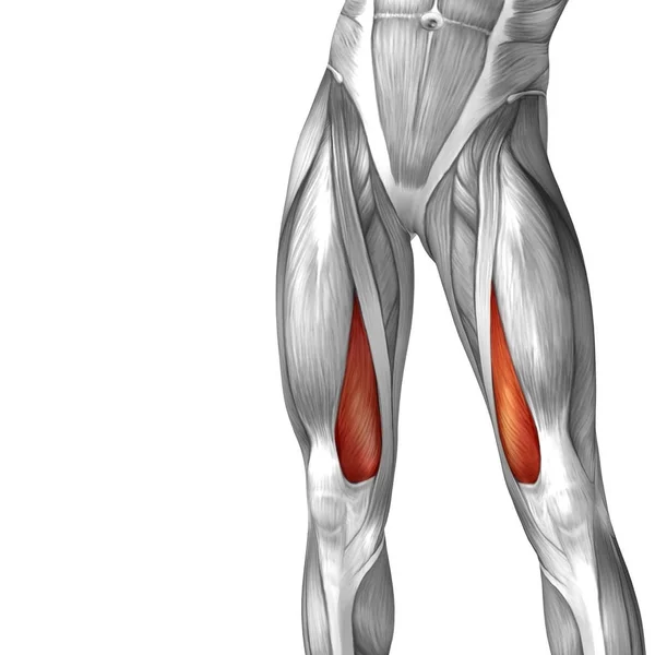 Human upper legs anatomy Stock Photo by ©design36 156107374