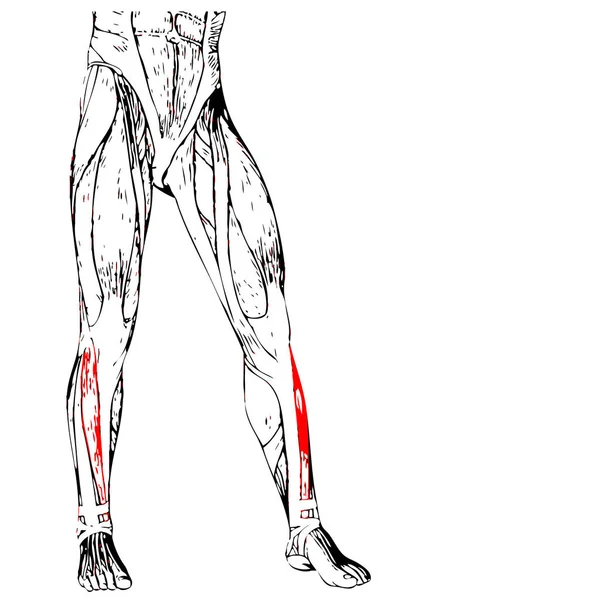 Muscular legs drawing reference Stock Photos, Royalty Free Muscular ...