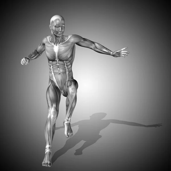 Human anatomy model Stock Photos, Royalty Free Human anatomy model ...