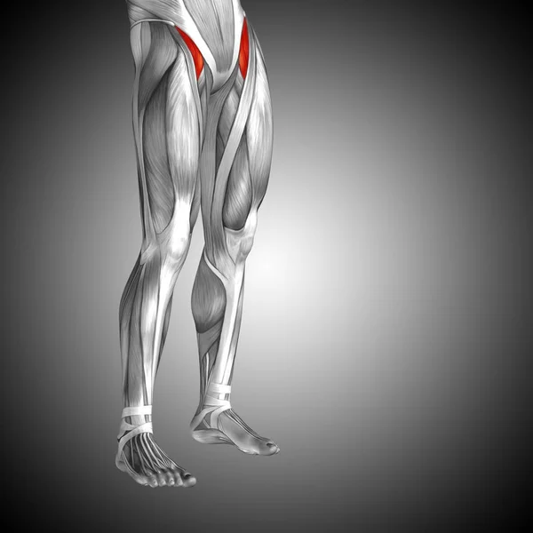 Muscle pyramidal imágenes de stock de arte vectorial | Depositphotos