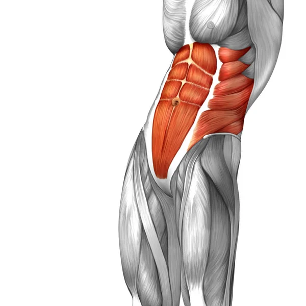 Tricep anatomy fotos de stock, imágenes de Tricep anatomy sin royalties ...