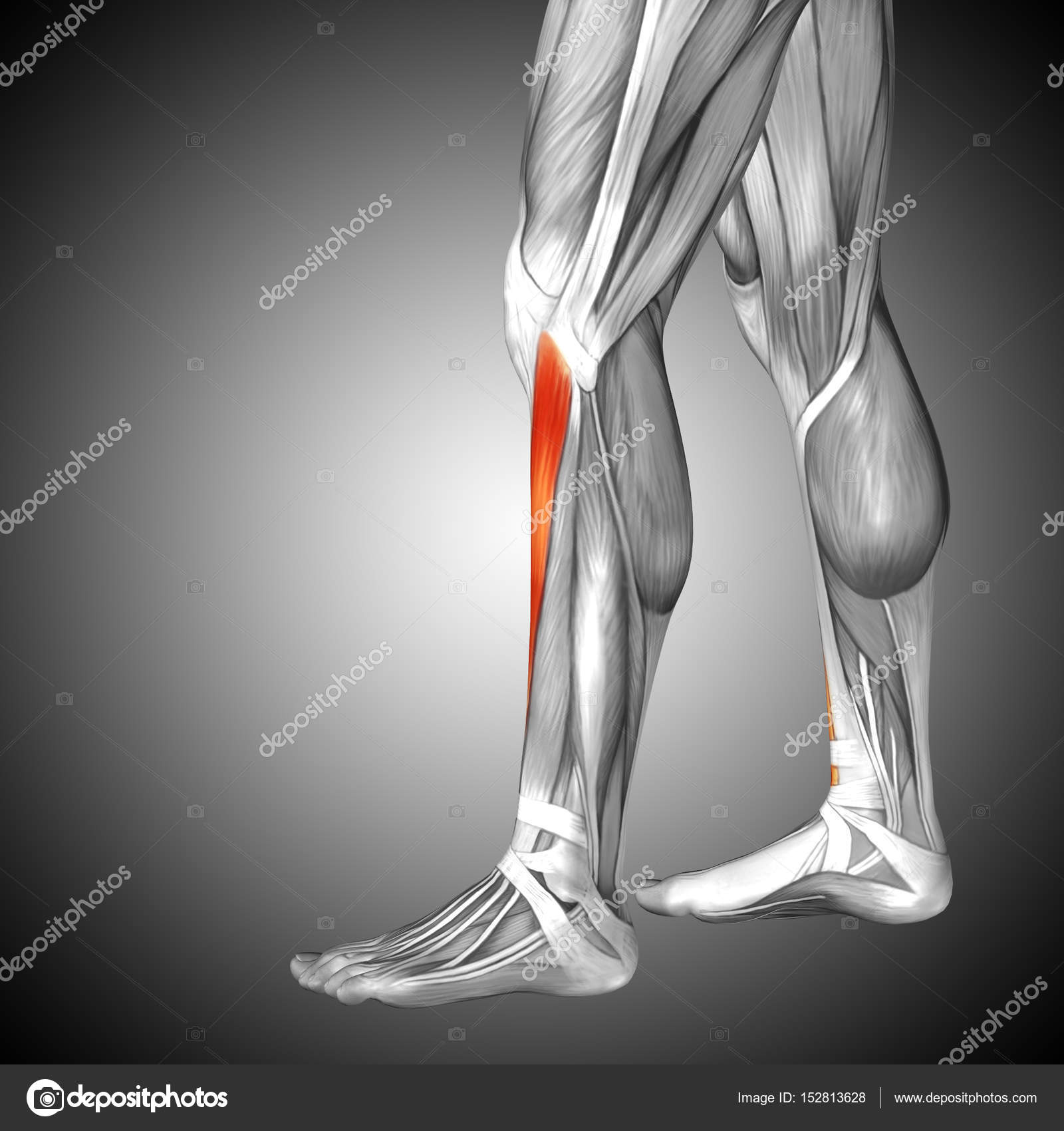 Human lower legs anatomy Stock Photo by ©design36 152813628