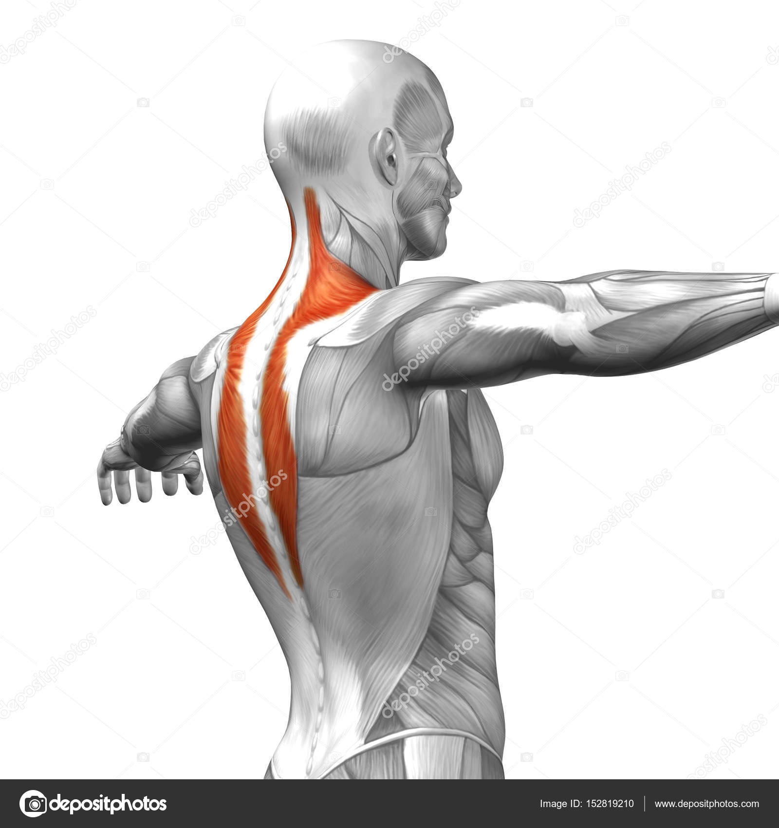 Anatomía de espalda humana: fotografía de stock © design36 #152819210 ...