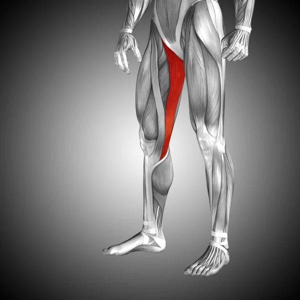 Human upper legs anatomy — Stock Photo © design36 #111481250