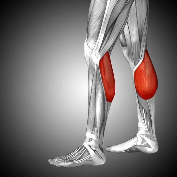 Human lower legs anatomy Images - Search Images on Everypixel