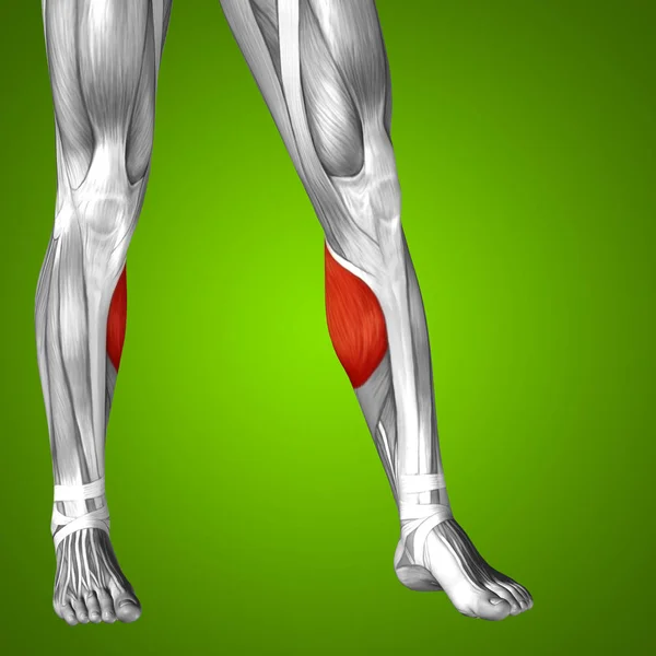 Human lower legs anatomy Images - Search Images on Everypixel