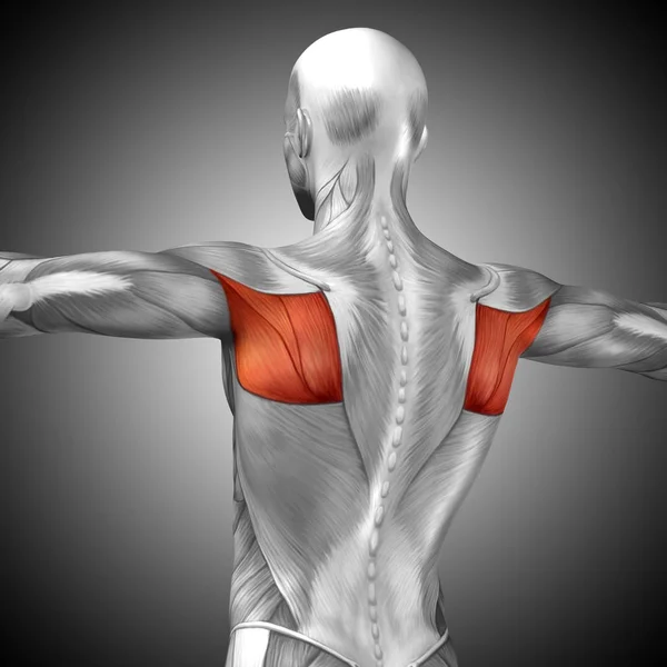 Back human anatomy Stock Photo by ©design36 108474246