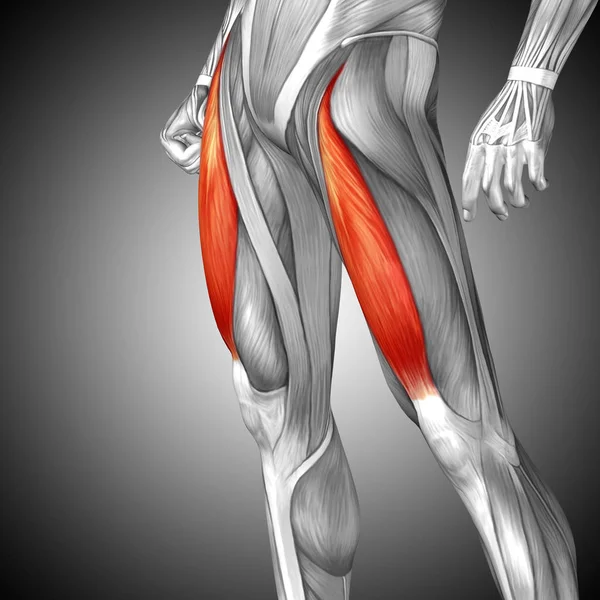 Human upper legs anatomy Images - Search Images on Everypixel