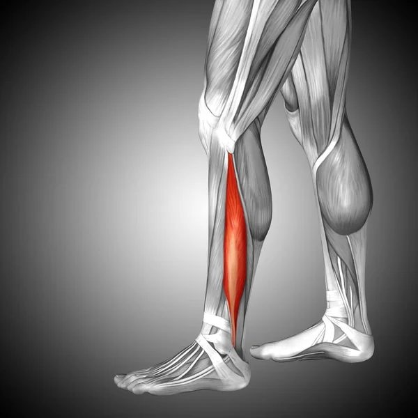 Human lower legs anatomy Images - Search Images on Everypixel