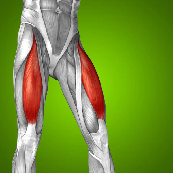 Hamstring anatomy Stock Photos, Royalty Free Hamstring anatomy Images ...