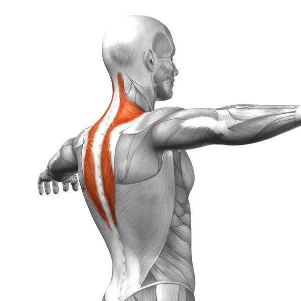 Illustration of human anatomy Stock Photo by ©design36 138890794